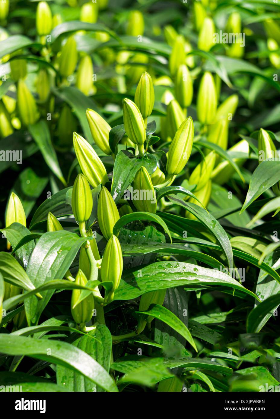 buds of white lily flowers on a flower bed in a summer garden Stock ...