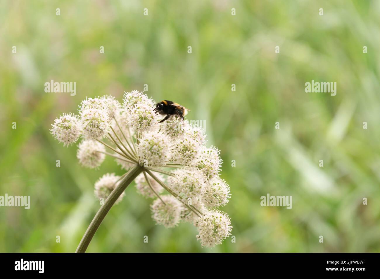 Pollinator crisis hi-res stock photography and images - Alamy