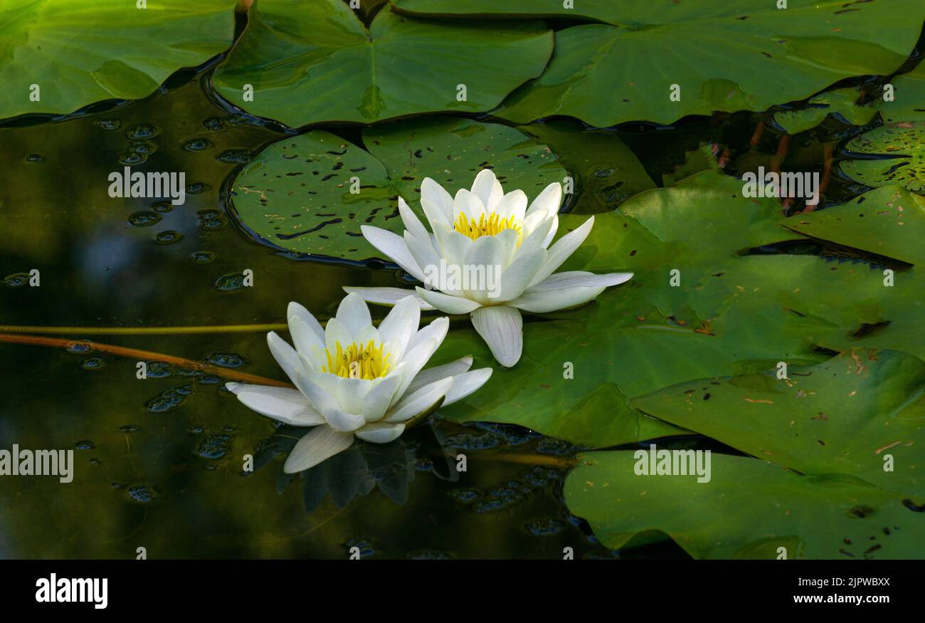 water lilies floating on the surface of the water in the city pond ...