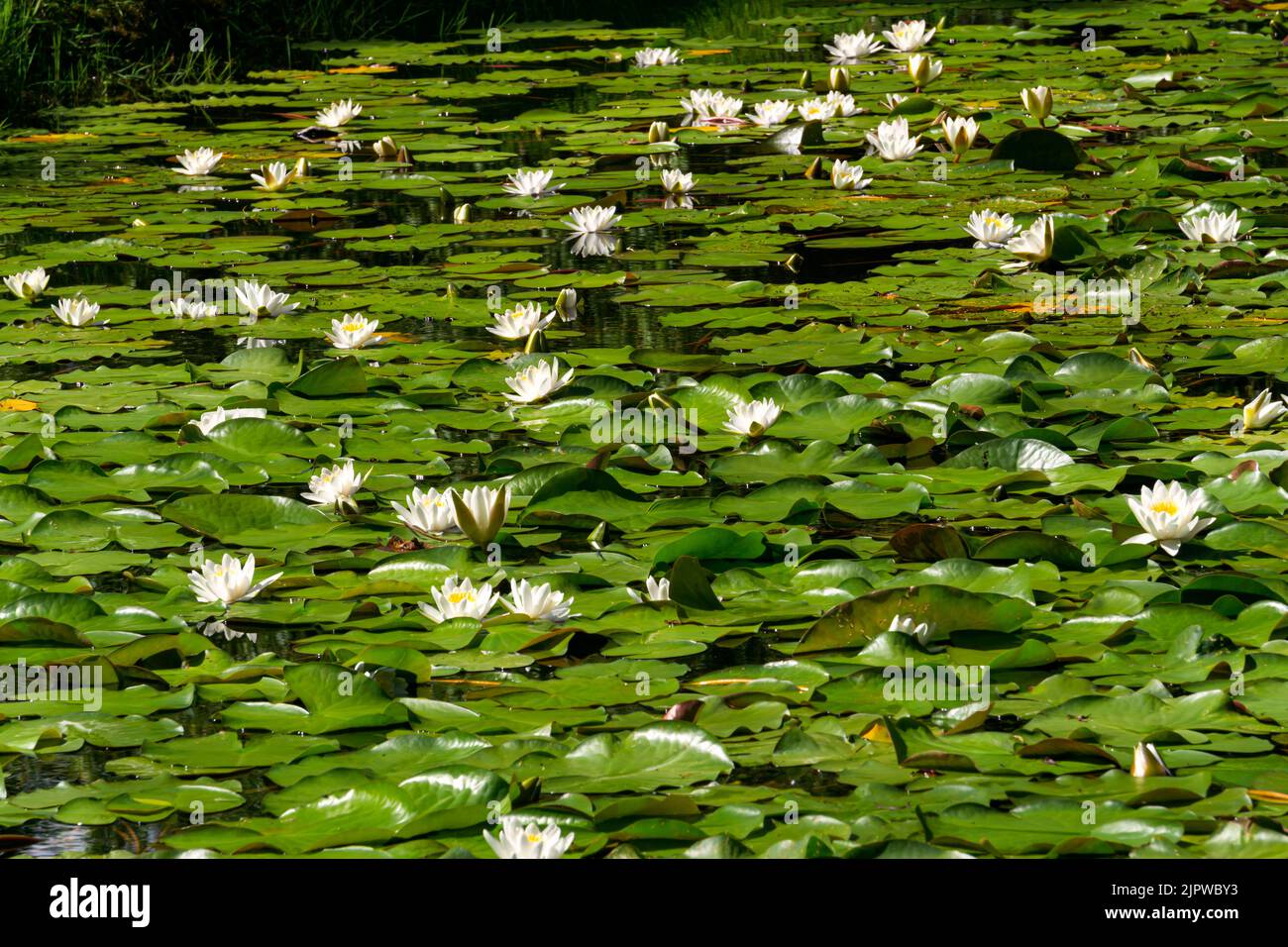Botany liliaceae water lily hi-res stock photography and images - Alamy