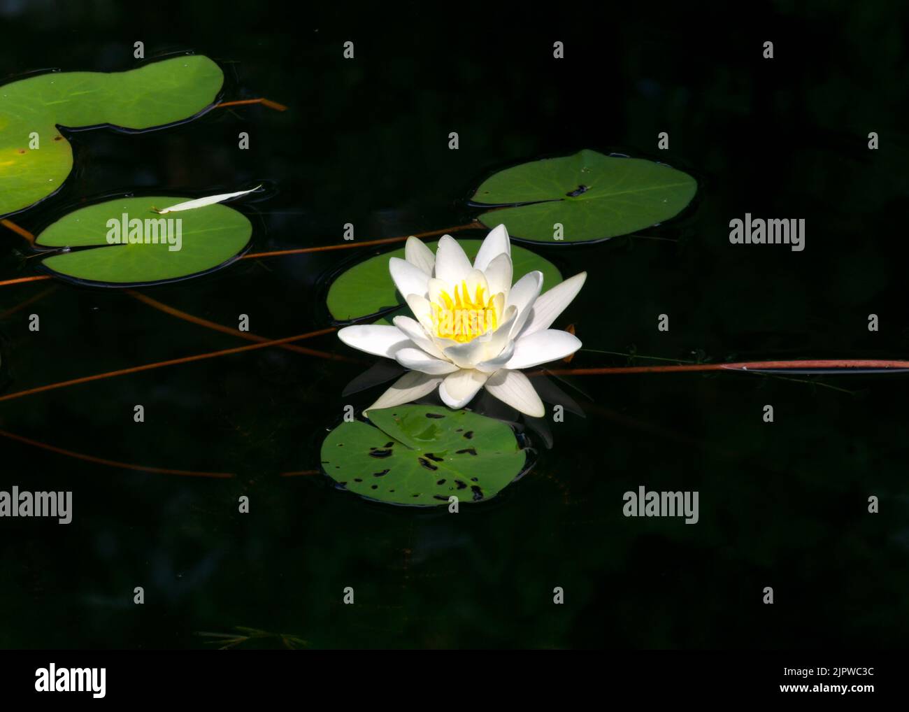water lilies floating on the surface of the water in the city pond ...