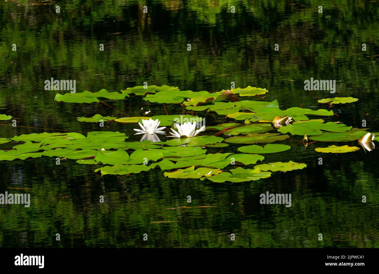 water lilies floating on the surface of the water in the city pond ...