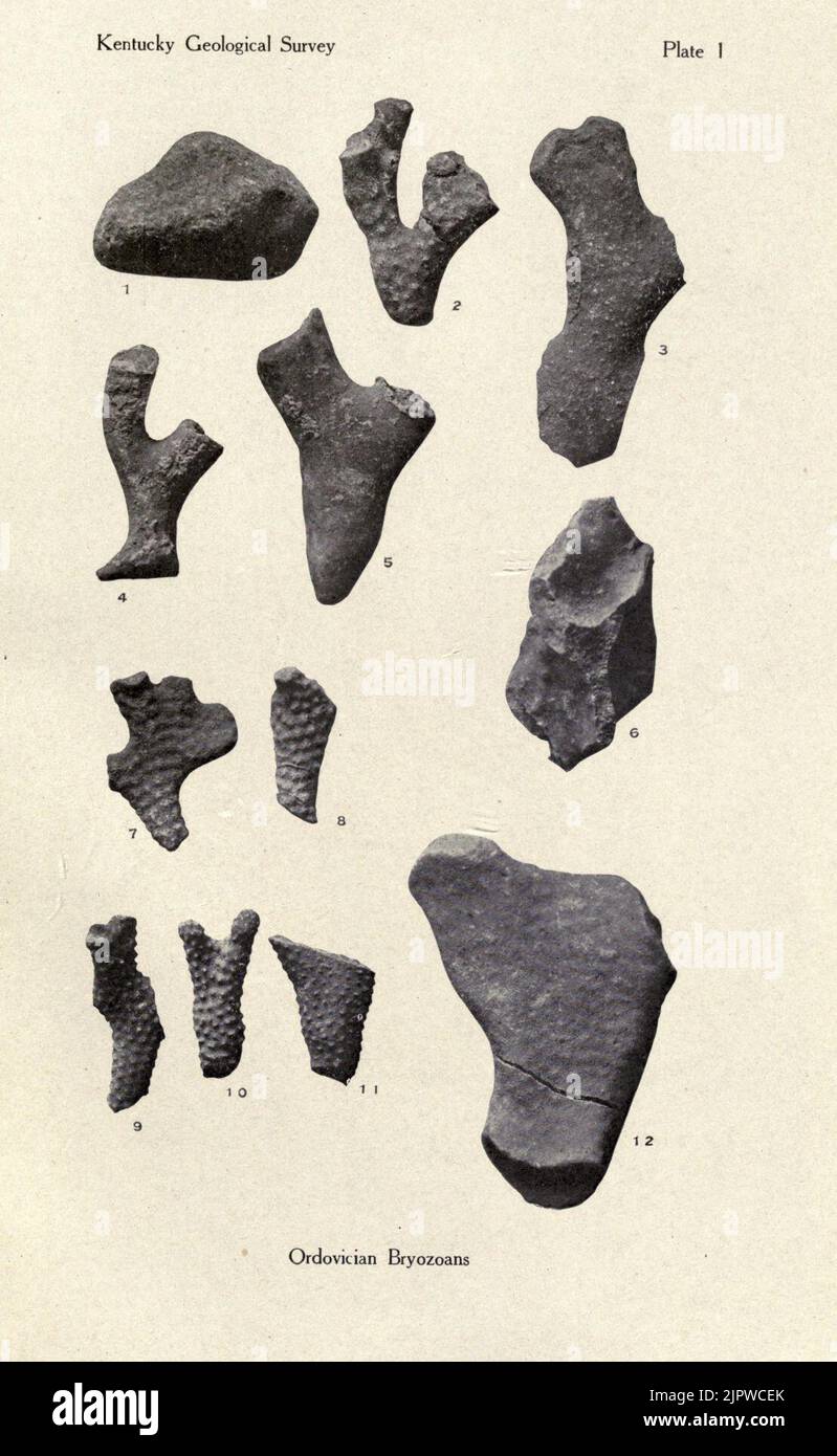 The upper Ordovician rocks of Kentucky and their bryozoa Stock Photo ...