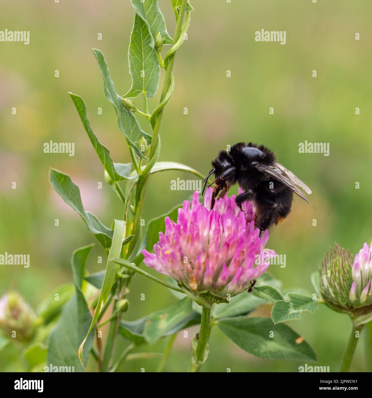 Bumble bee on a dandelion flower hi-res stock photography and images ...