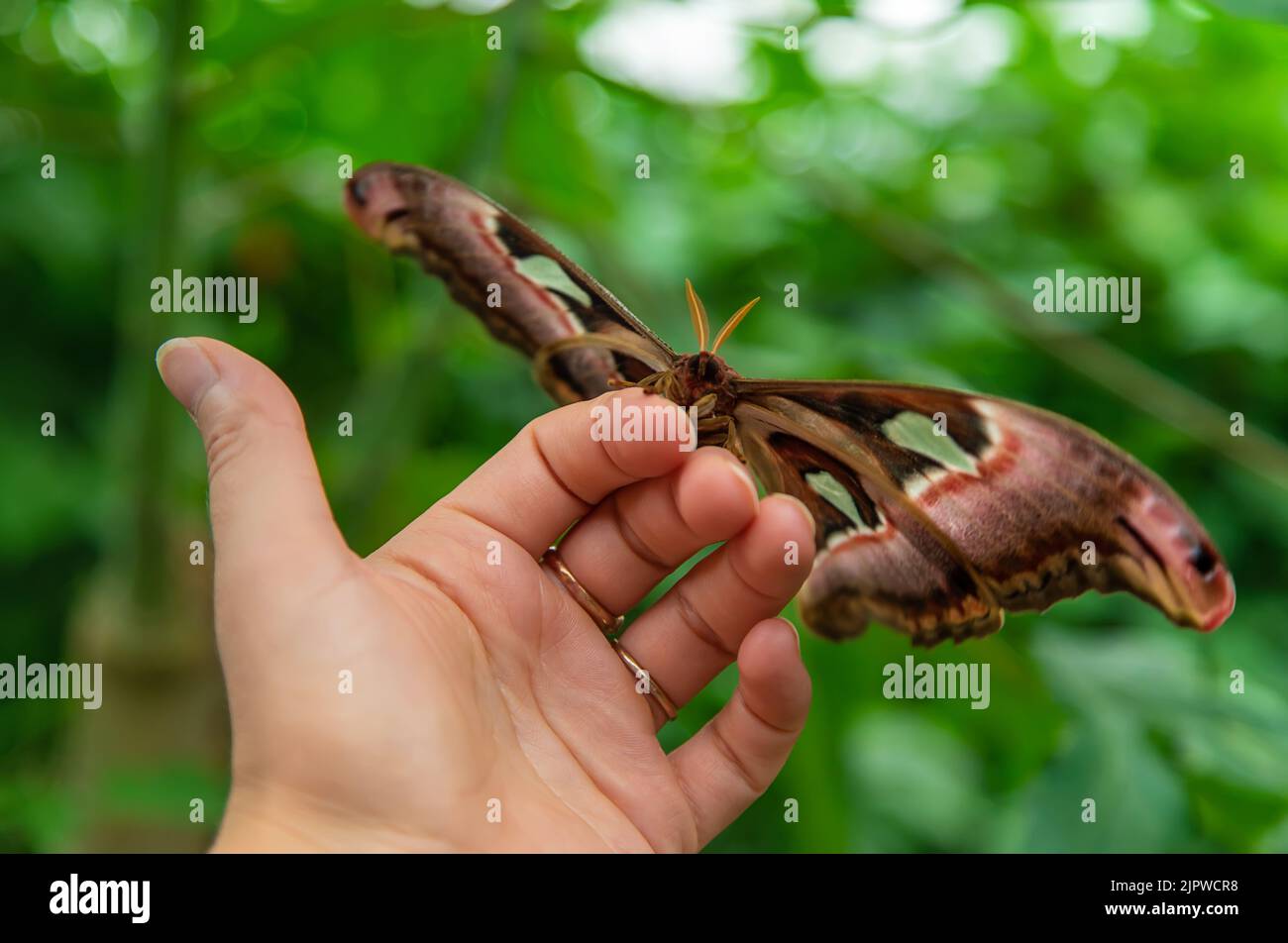 The largest butterfly in nature. Coscinocera hercules. Summer Stock ...