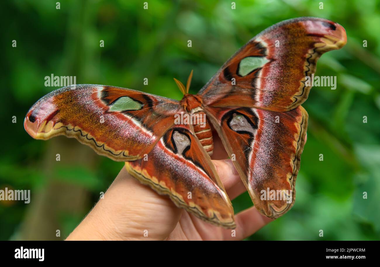 The largest butterfly in nature. Coscinocera hercules. Summer Stock ...