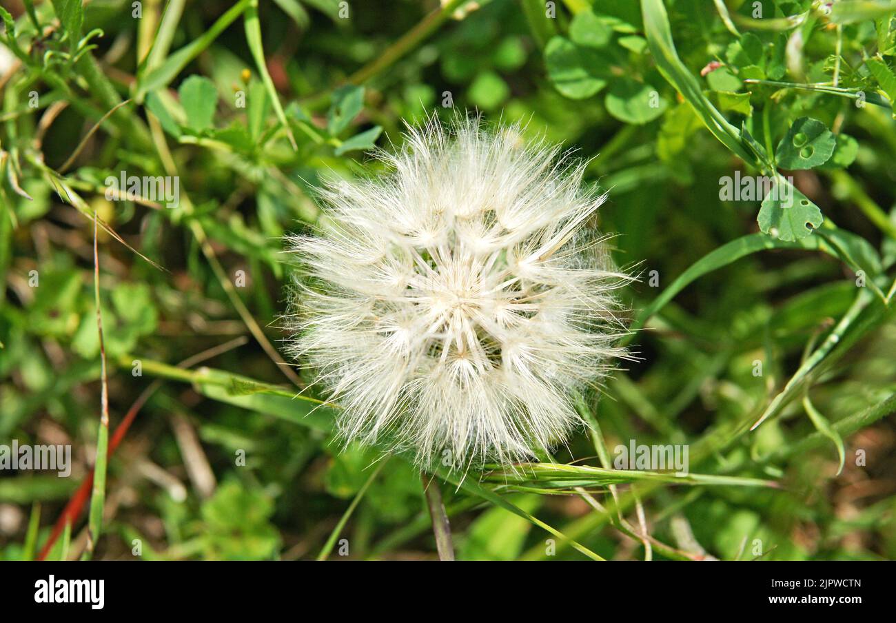 Little angels or dandelions in a garden in Barcelona, Catalunya, Spain ...