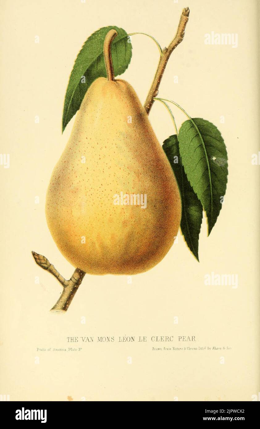 Pear van hi-res stock photography and images - Alamy