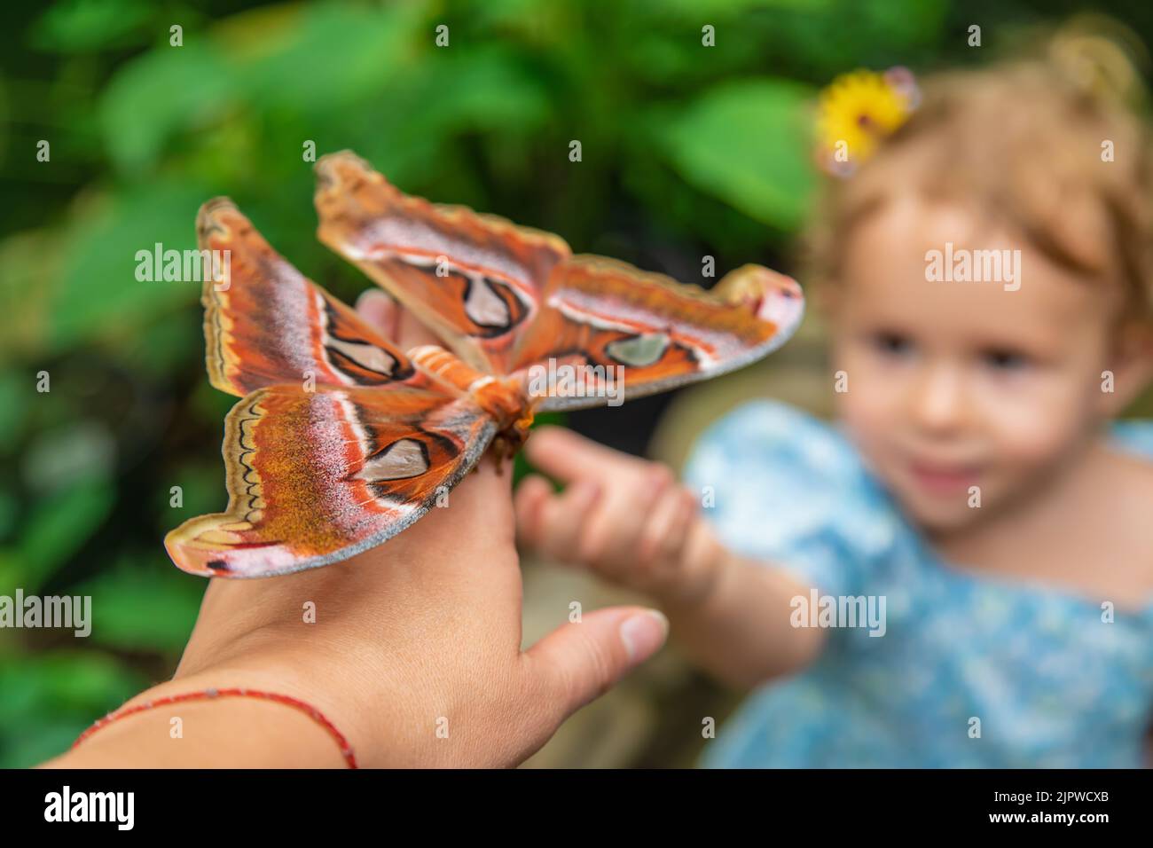 Child holds a butterfly on their hand. Coscinocera hercules. Selective ...
