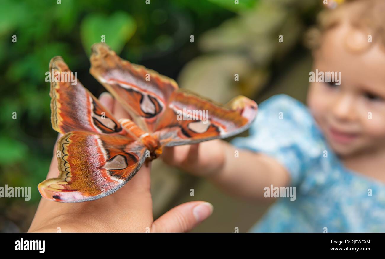 Child holds a butterfly on their hand. Coscinocera hercules. Selective ...