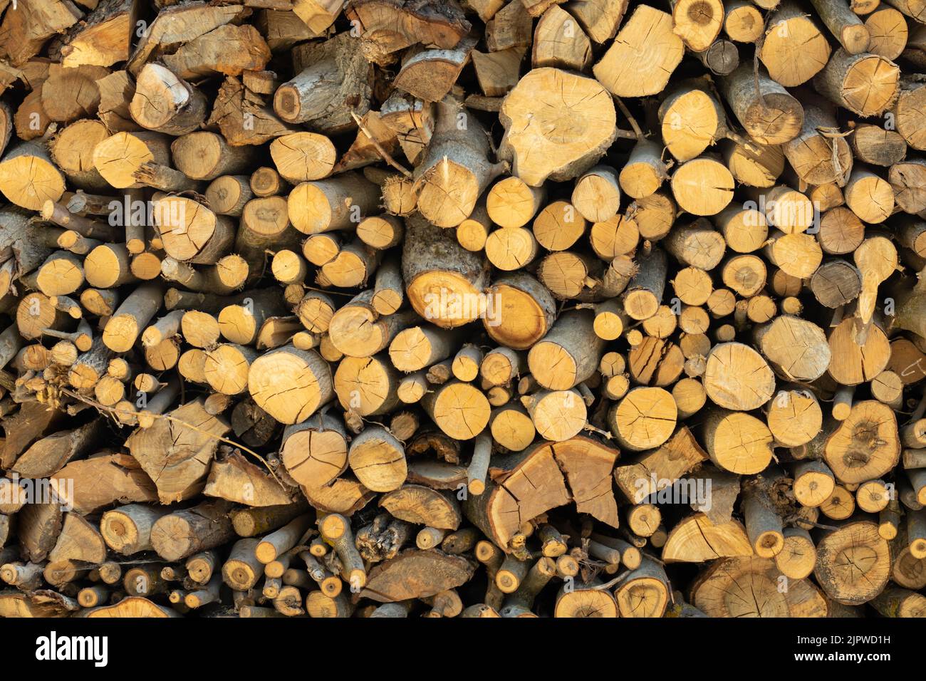 Cross section of tree trunks background. Cutting tree trunks placed ...