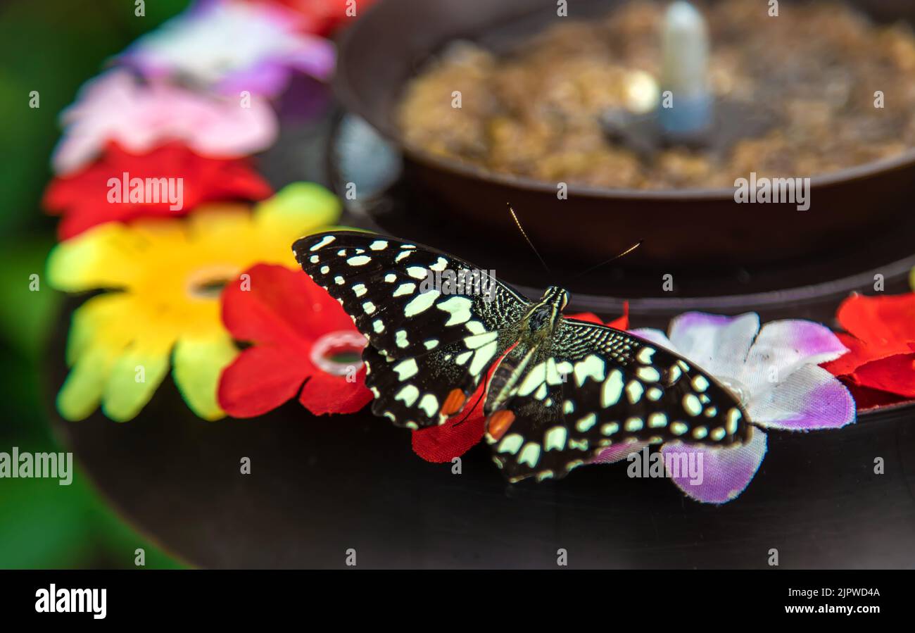 Butterfly eats from flower feeder hi-res stock photography and images ...