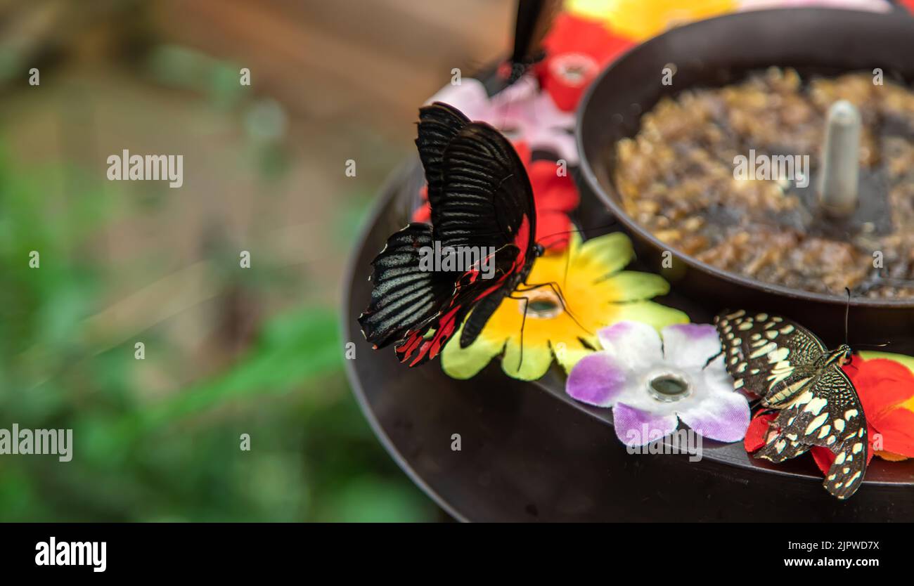 Butterfly eats from the flower feeder. Papilio rumanzovia. Nature Stock ...