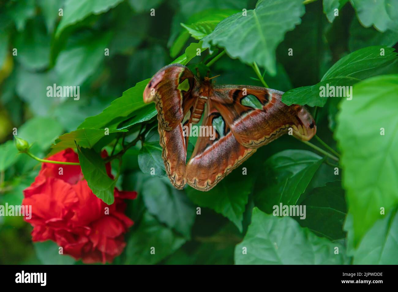 The largest butterfly in nature. Coscinocera hercules. Summer Stock ...