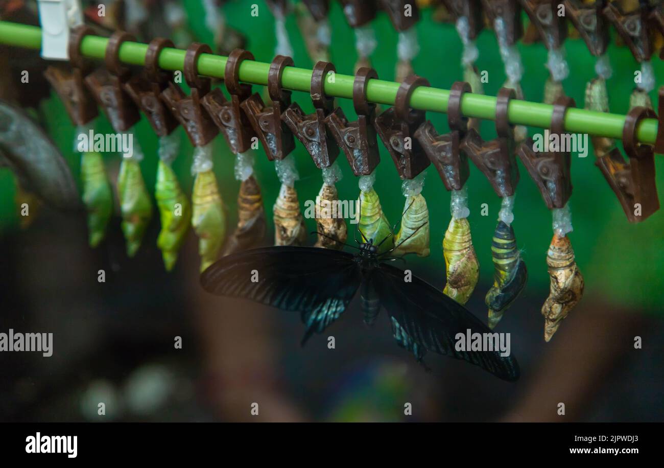 Growing butterflies in an incubator. Selective focus. animal Stock ...