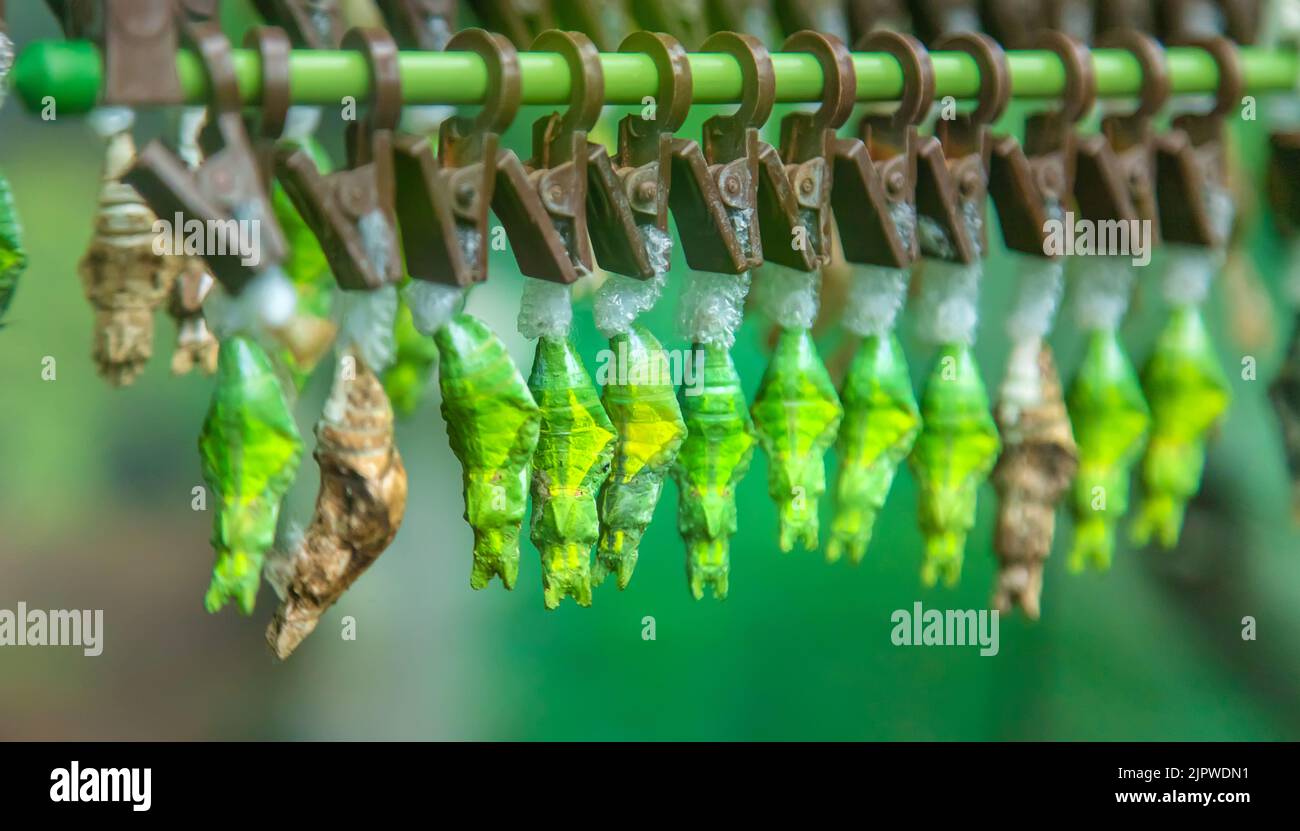Growing butterflies in an incubator. Selective focus. animal Stock ...
