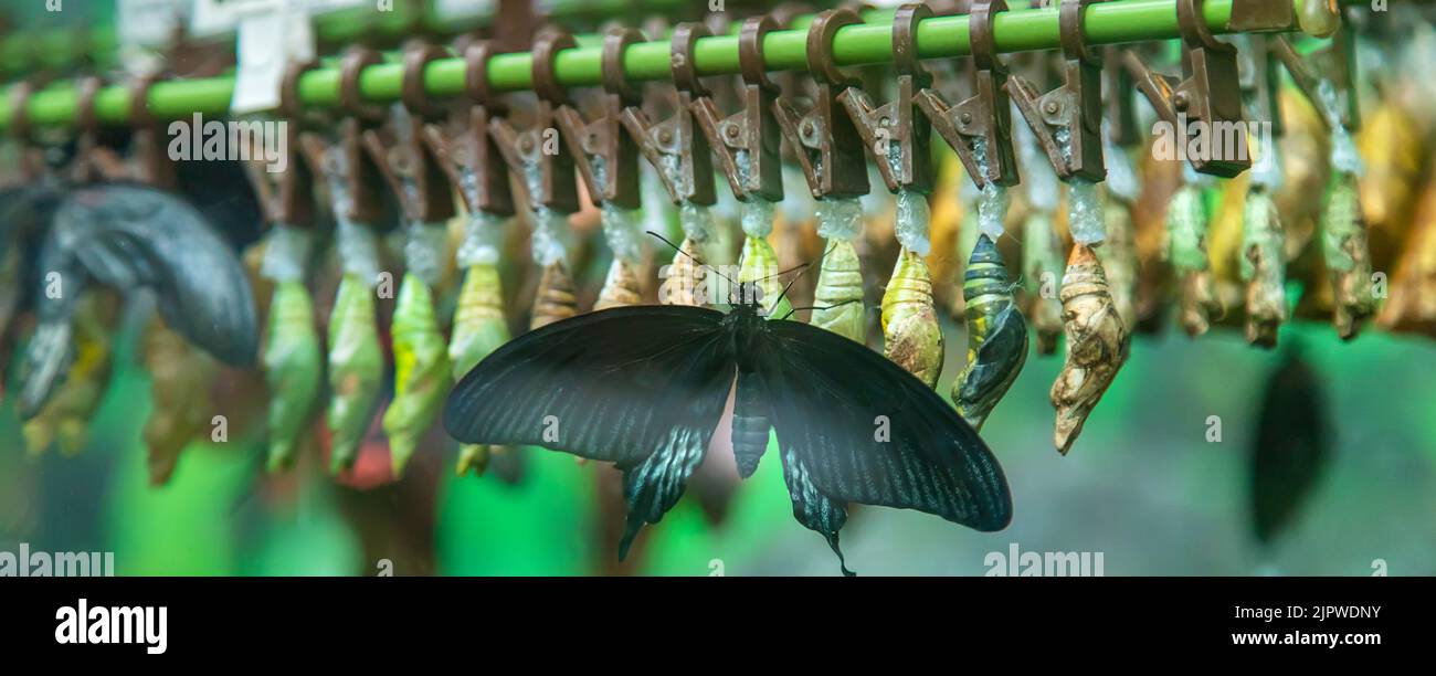 Growing butterflies in an incubator. Selective focus. animal Stock ...