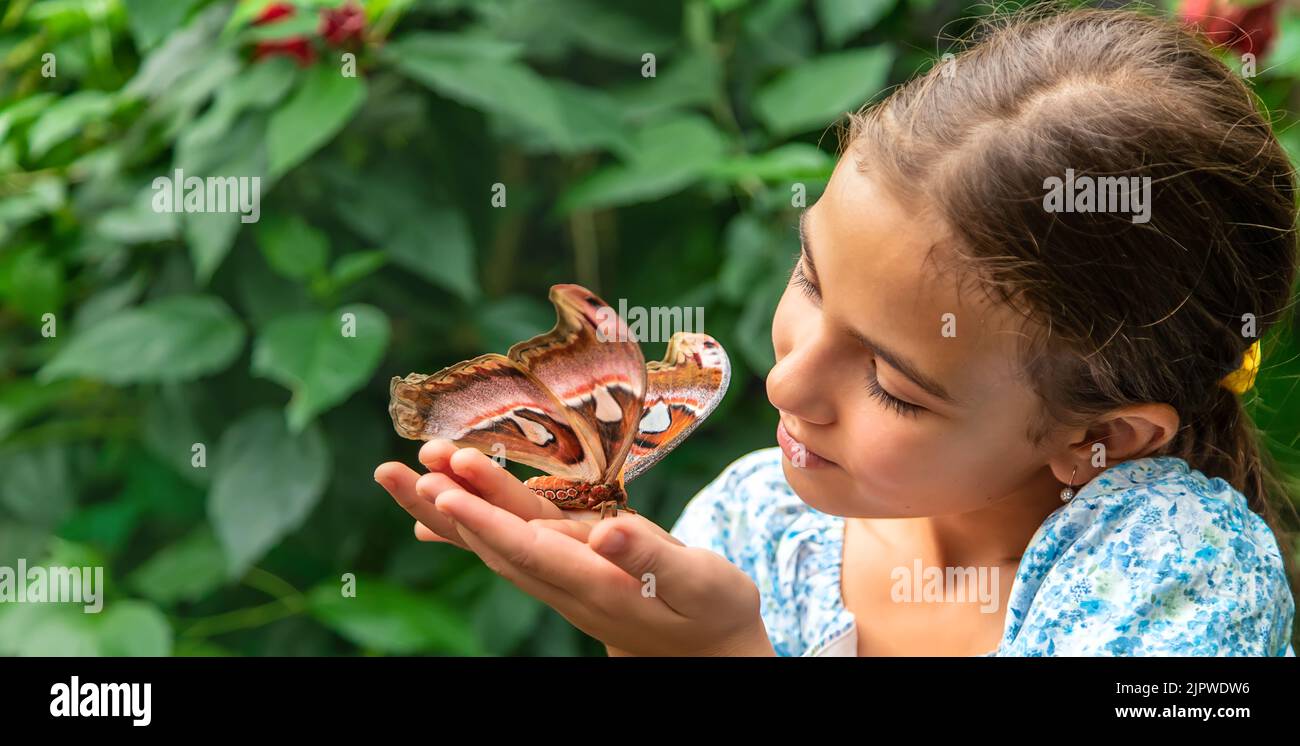 Child holds a butterfly on their hand. Coscinocera hercules. Selective ...