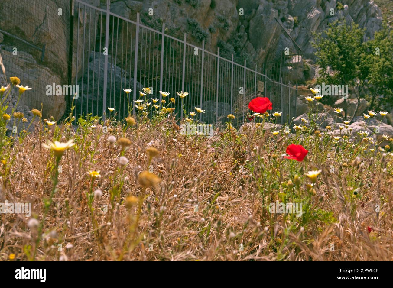 Dwarf elephant cave excavation site fence and gate. Tilos, Greece Stock ...