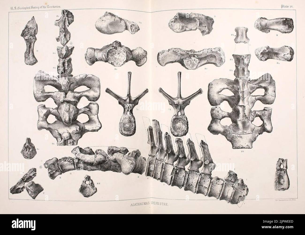 The Vertebrata of the Cretaceous formations of the West Stock Photo - Alamy