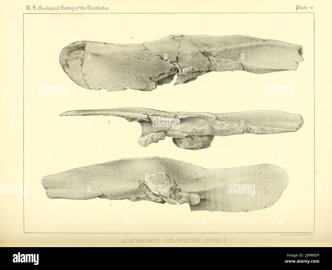 The Vertebrata of the Cretaceous formations of the West Stock Photo - Alamy
