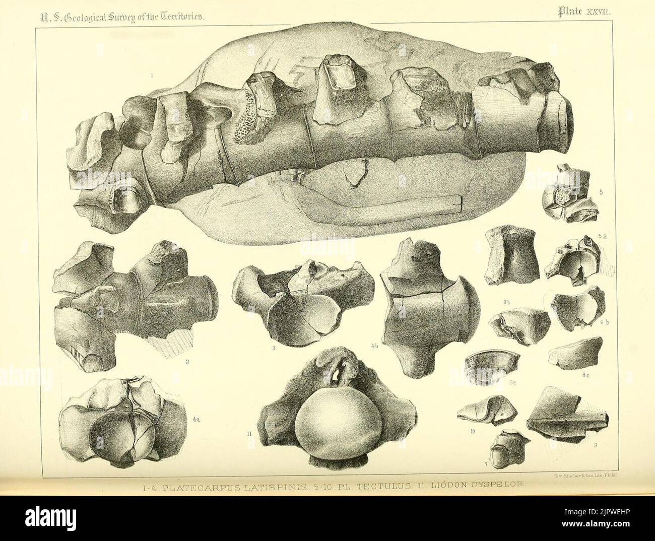 The Vertebrata of the Cretaceous formations of the West Stock Photo - Alamy