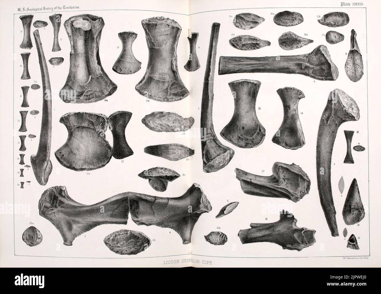 The Vertebrata of the Cretaceous formations of the West Stock Photo - Alamy