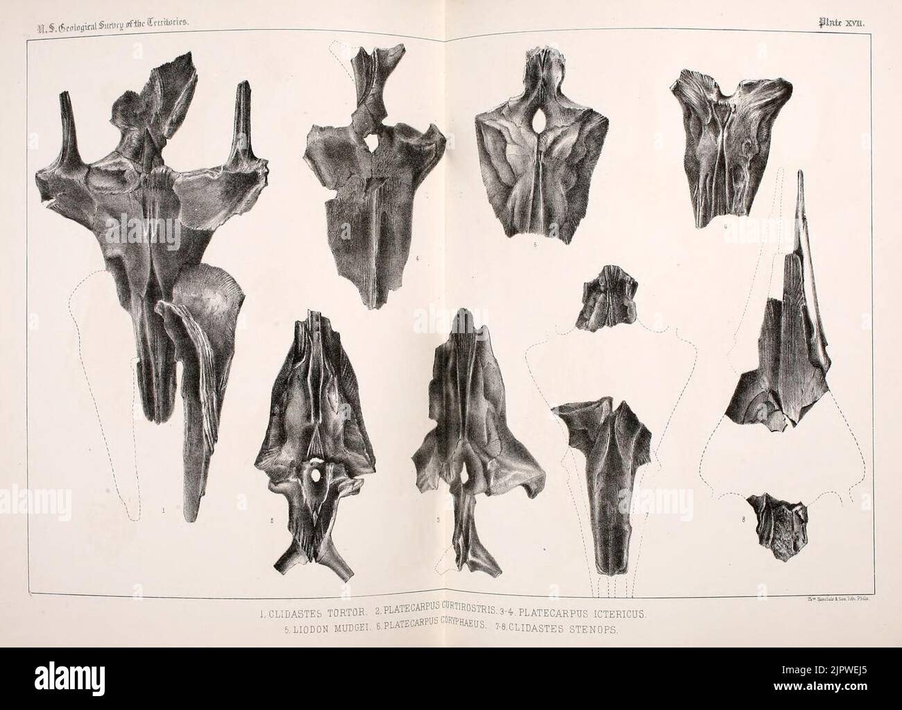 The Vertebrata of the Cretaceous formations of the West Stock Photo - Alamy