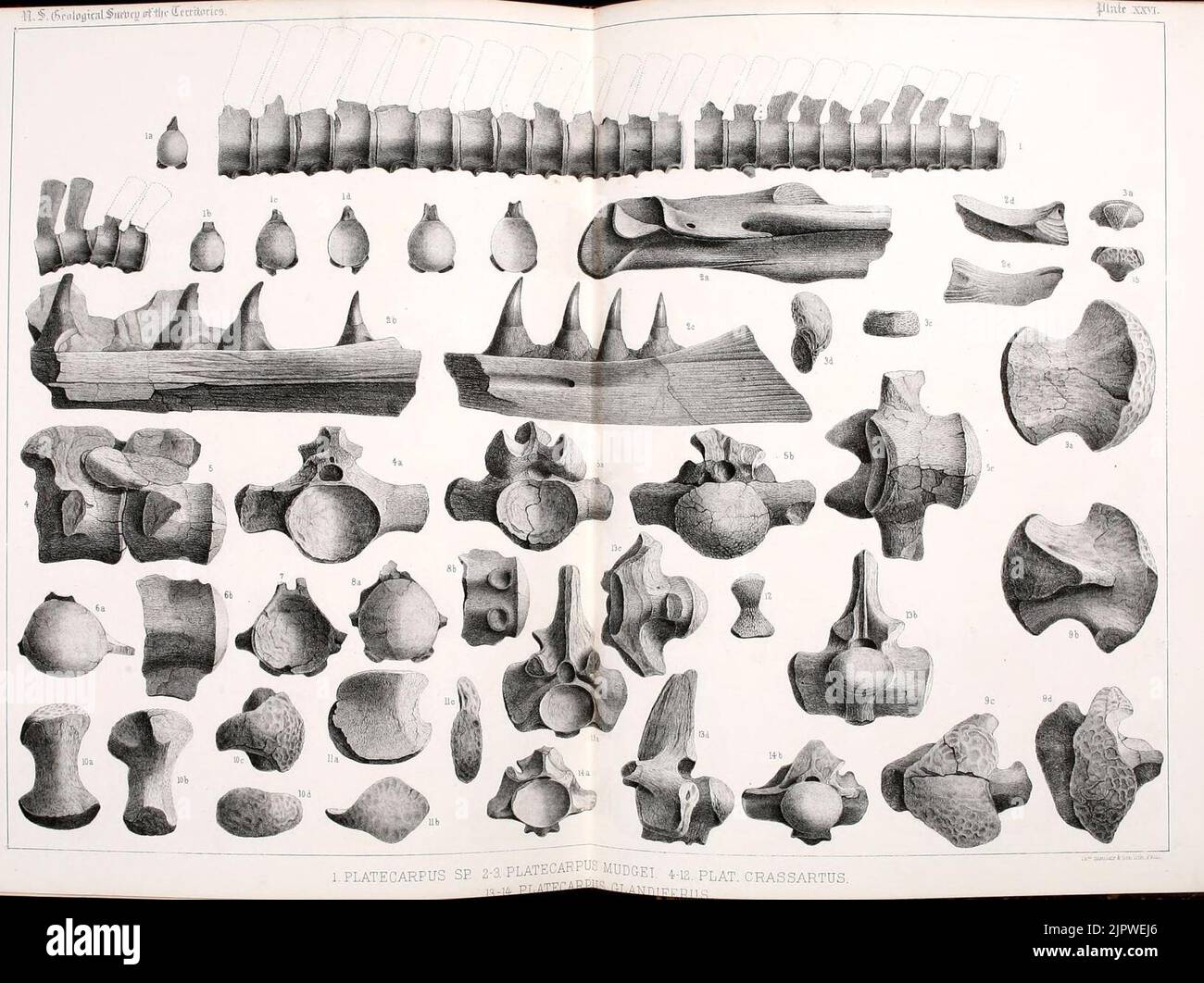The Vertebrata of the Cretaceous formations of the West Stock Photo - Alamy