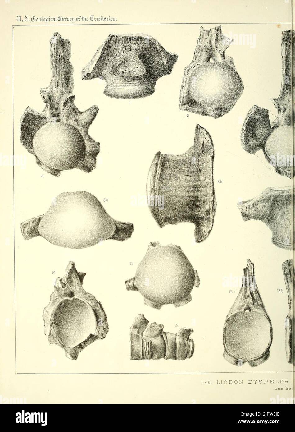 The Vertebrata of the Cretaceous formations of the West Stock Photo - Alamy