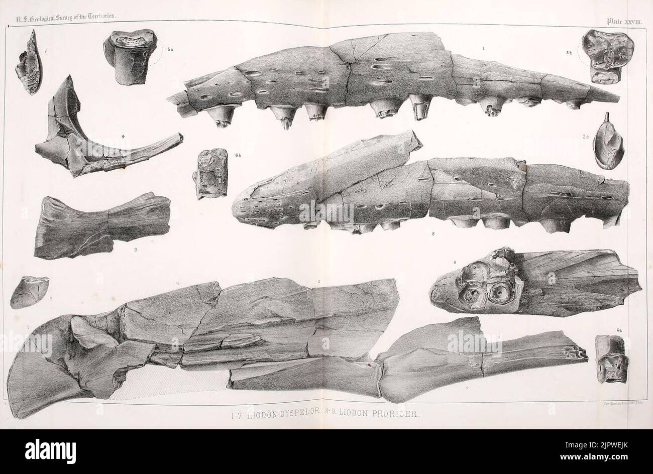 The Vertebrata of the Cretaceous formations of the West Stock Photo - Alamy