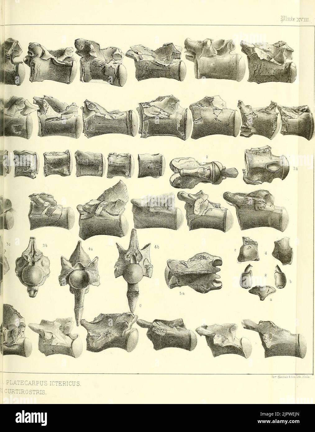 The Vertebrata of the Cretaceous formations of the West Stock Photo - Alamy