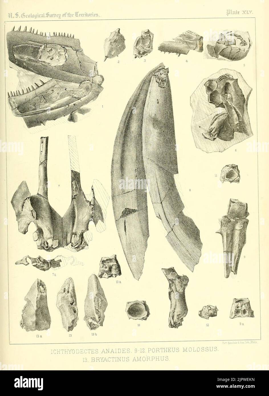 The Vertebrata of the Cretaceous formations of the West Stock Photo - Alamy
