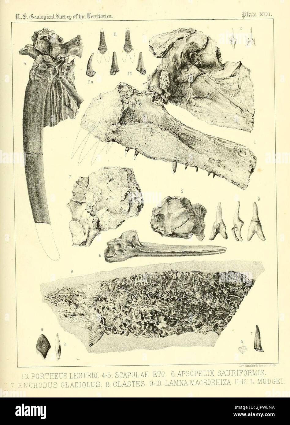 The Vertebrata of the Cretaceous formations of the West Stock Photo - Alamy
