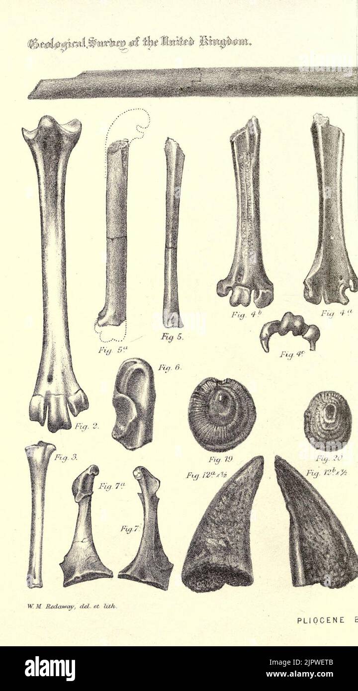The Vertebrata of the Pliocene deposits of Britain Stock Photo - Alamy