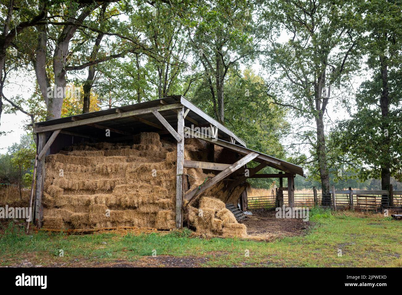 Hay shed full of hay in Brittany, France Stock Photo - Alamy