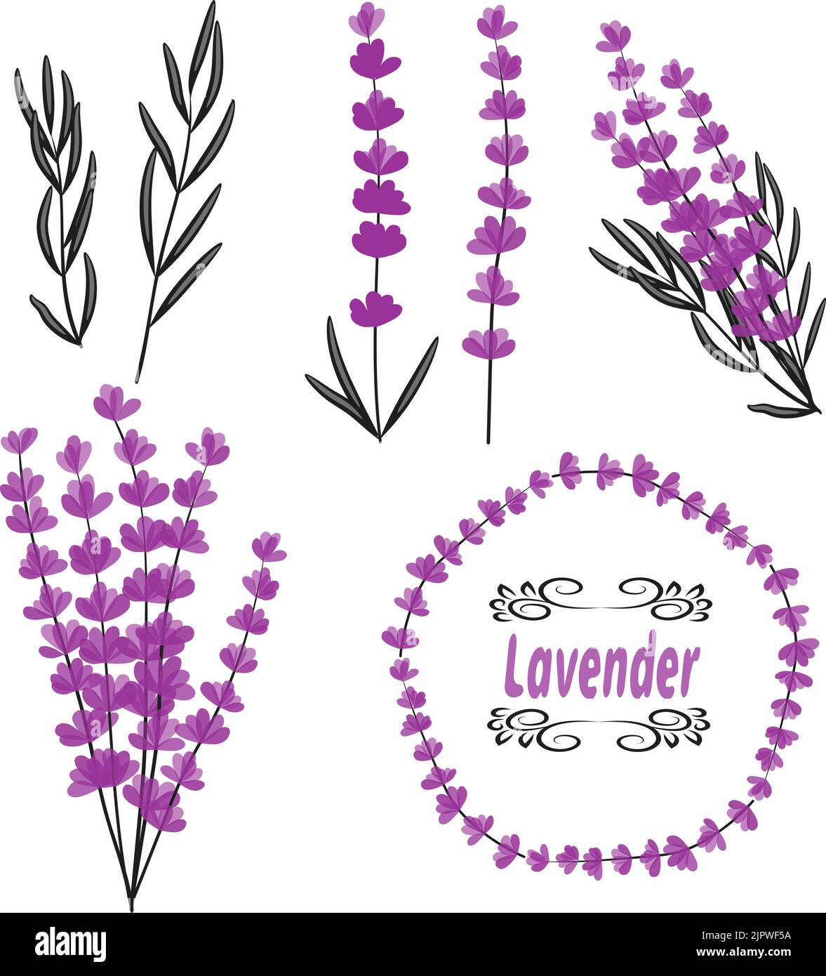 Lavender vector set. Collection of lavender flowers, leaves and bunch ...