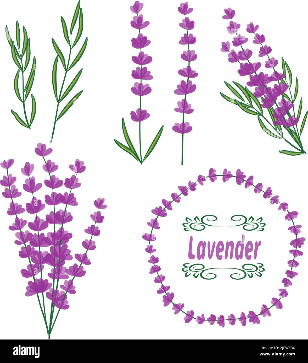 Lavender vector set. Collection of lavender flowers, leaves ans bunch Stock Vector Image & Art ...