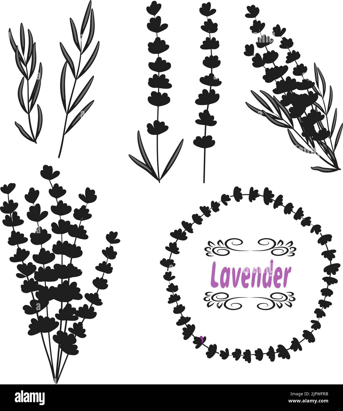 Set of lavender. Hand drawn bunch of lavender, lavender flowers and ...