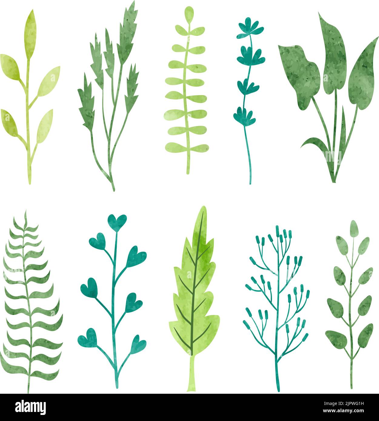 Set of watercolor leaves and branches isolated on white. Collection of ...