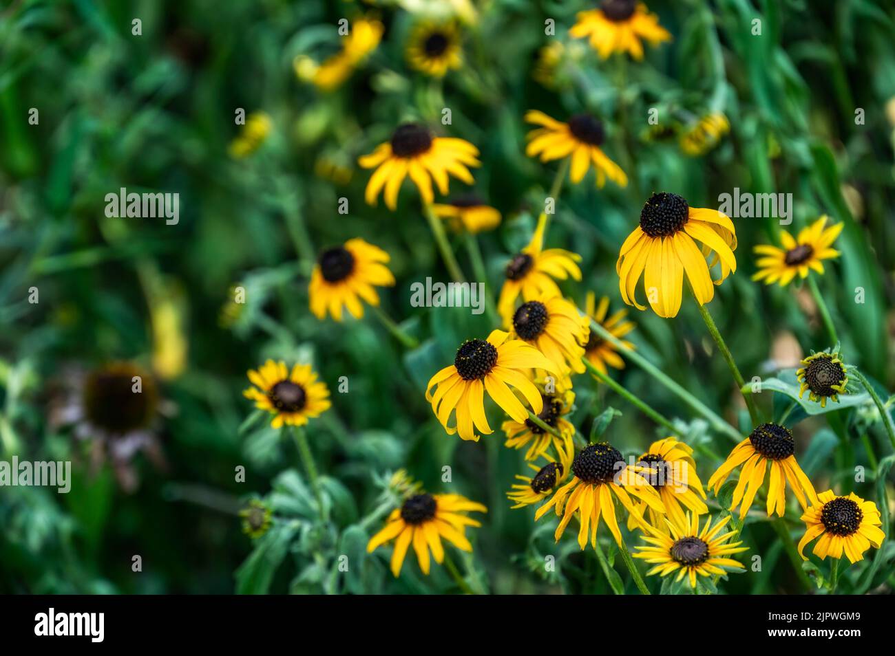 Heat wave flowers hi-res stock photography and images - Alamy