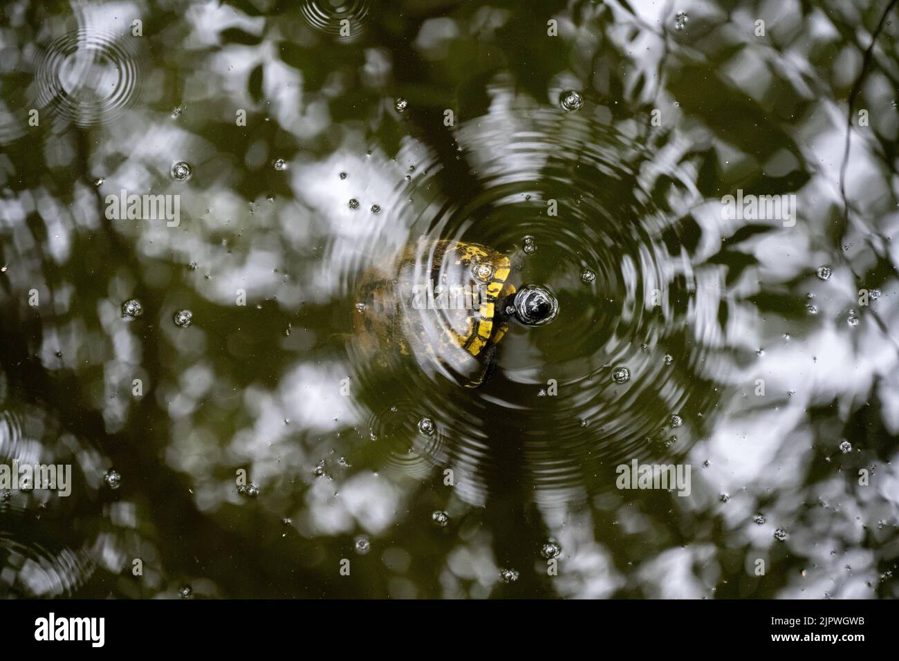 Swim aquatic wildlife hi-res stock photography and images - Alamy