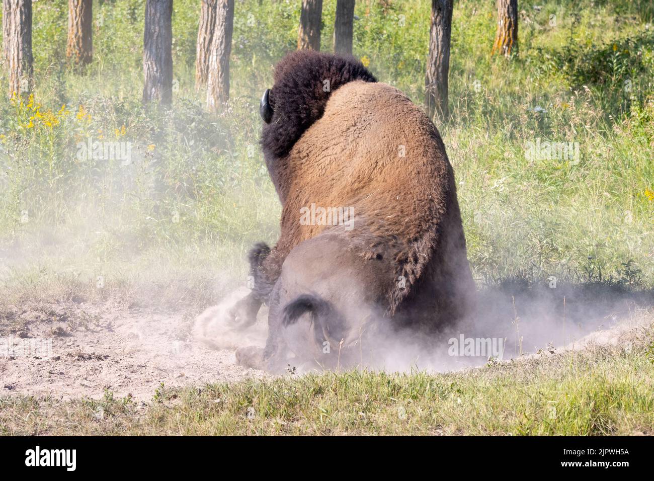 bison rolling around in the dirt Stock Photo - Alamy
