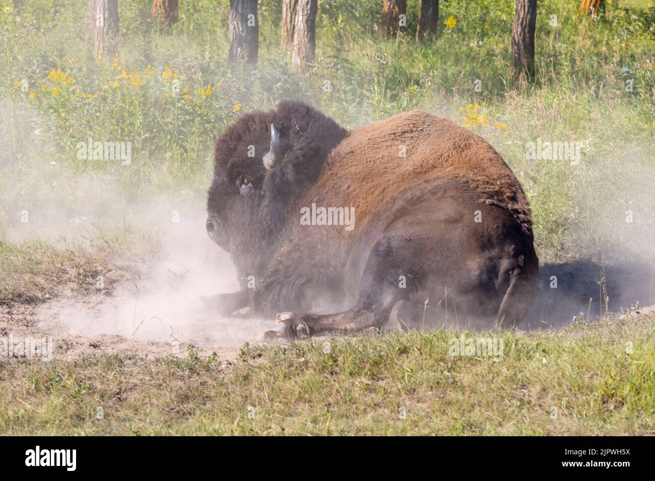 bison laying in dirt kicking up dust cloud Stock Photo - Alamy