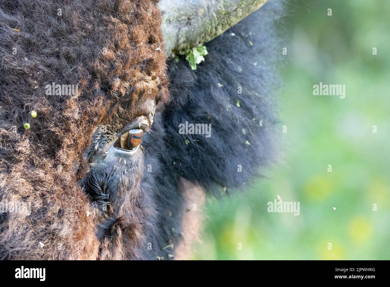 close up of half boson face straight on Stock Photo - Alamy