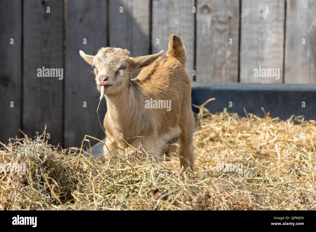 Silly goats hi-res stock photography and images - Alamy