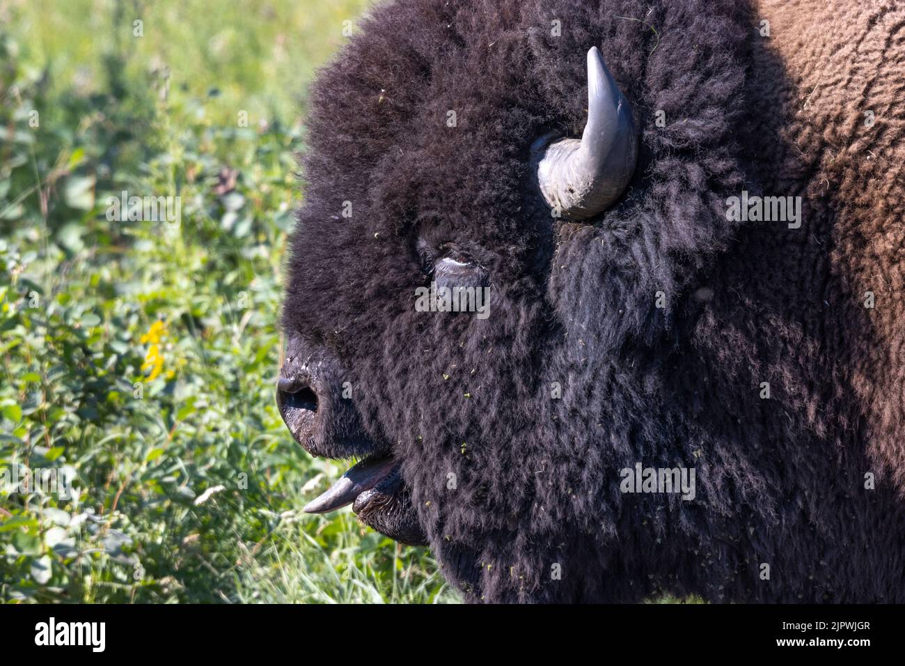Bisons face hi-res stock photography and images - Alamy