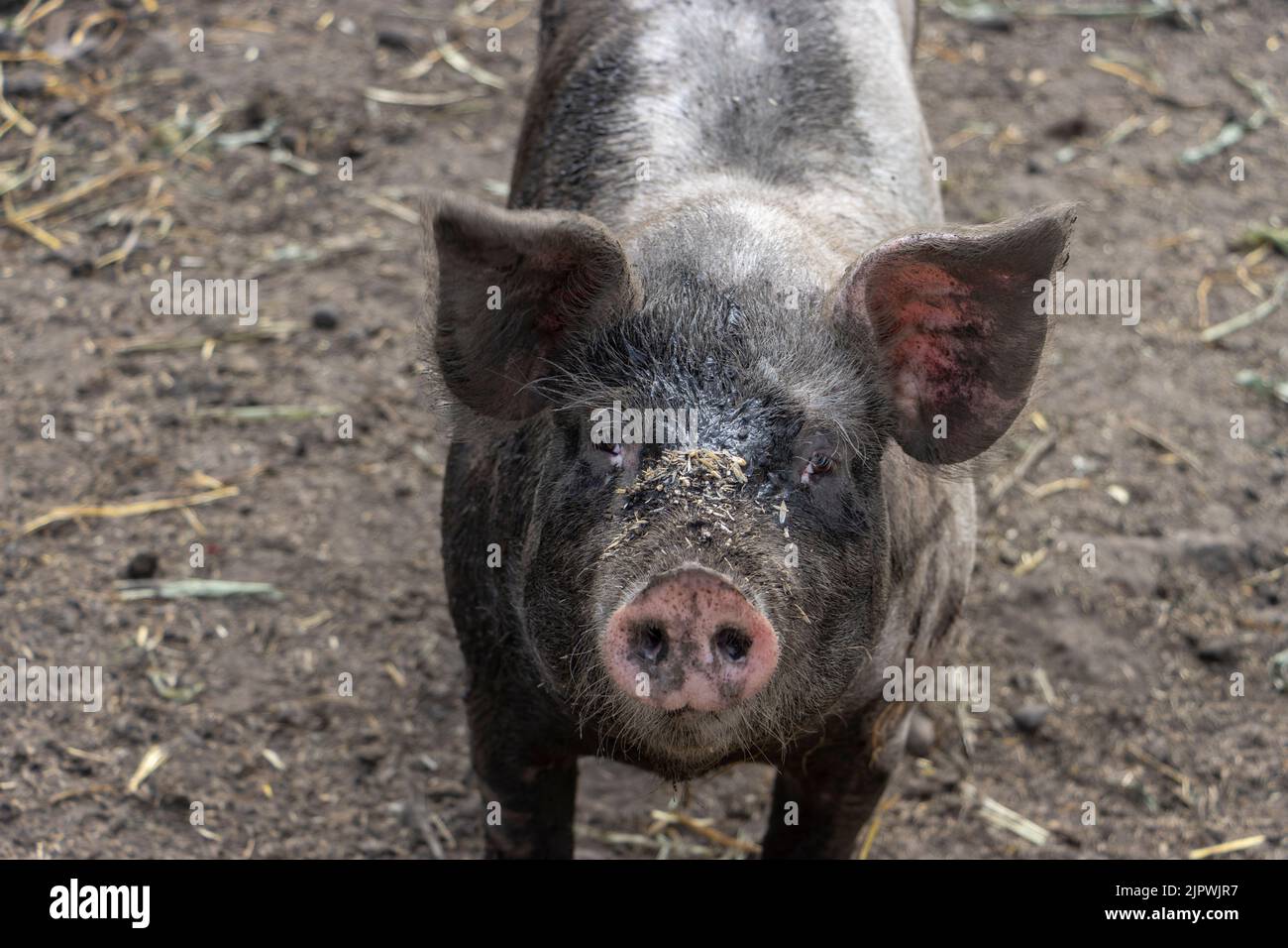 pig covered in dirt looking at camera Stock Photo - Alamy