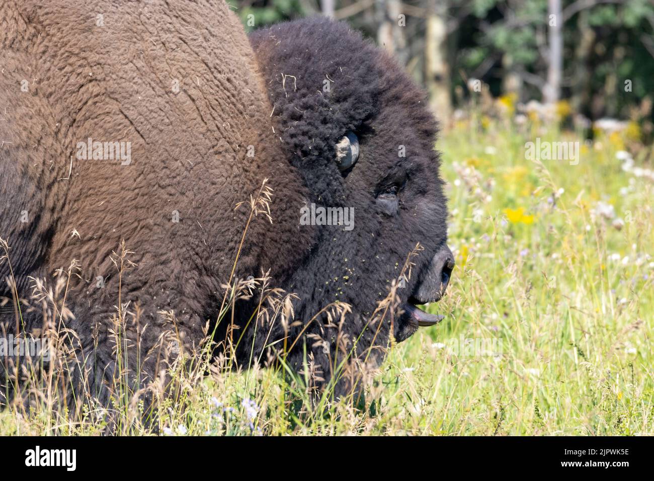 close up bison face Stock Photo - Alamy
