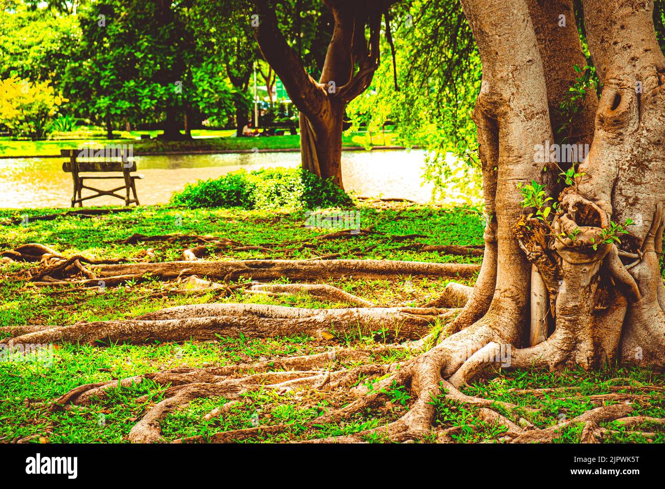 big tree roots in Park stand next the lake nature background Stock ...